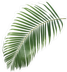 Palm Leaves Sticker