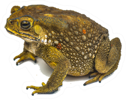 Real Toad Isolated On White Sticker