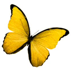 Yellow Butterfly Sticker