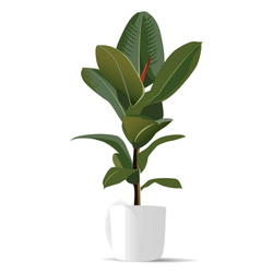 Realistic Illustration of a Rubber Tree Plant Sticker