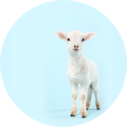 A Baby Lamb On A Soft Baby Blue Background Sticker
