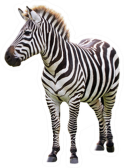 Standard Zebra Die Cut Sticker