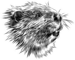 Beaver Head Sketch Sticker