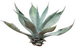 Agave Plant Sticker