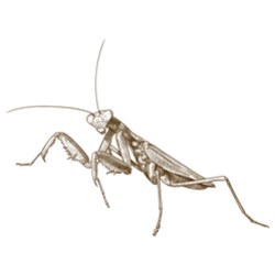 Antique Engraving Drawing Of Praying Mantis Sticker