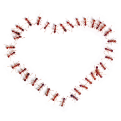Ants In Shape Of Heart Sticker