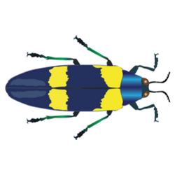 Blue & Yellow Jewel Beetle Sticker