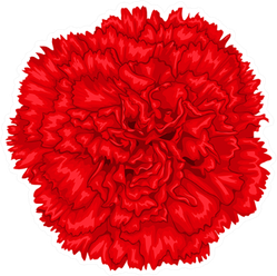 Beautiful Red Carnation Up Close Sticker