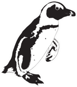 African Penguin Hand Drawn Illustration Sticker
