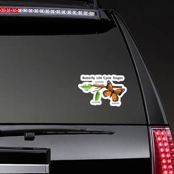 Butterfly Life Cycle Stages Illustration Sticker