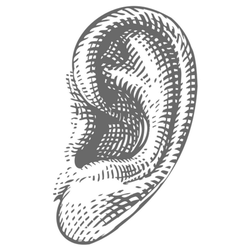Human Ear In Engraved Style Sticker