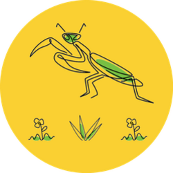 illustration Of Minimalist Cartoon Green Mantis Sticker