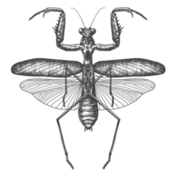 Illustration Of The Insect Praying Mantis Sticker