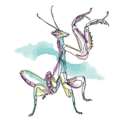 Line Art Of Watercolor Praying Mantis Sticker