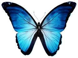 Morpho Blue Butterfly , Isolated On White