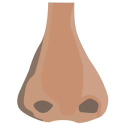 Nose Illustration Sticker