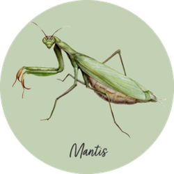 Praying Mantis Insect Watercolor Illustration Lettering Sticker
