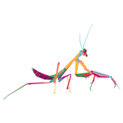 Praying Mantis Pop Art Colorful Sticker