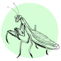 Realistic Praying Mantis Green Circle Sticker