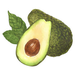 Watercolor Fresh Realistic Green Avocados Sticker