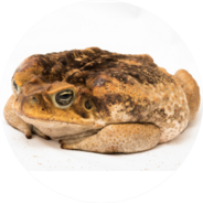 A Brown Cane Toad Sits And Thinks Sticker