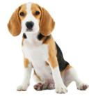 Adorable Beagle Sticker