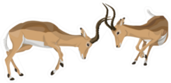 African Antelope Fighting Sticker