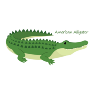 American Alligator Cute Animal Sticker