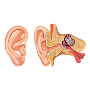 High Quality Ear Stickers & Decals - Free Shipping