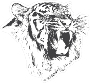 Tiger Car Stickers & Decals | Tiger Bumper Stickers