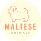 Animal Maltese Sticker