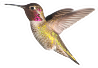 Hummingbird Stickers | Hummingbird Decals for Cars