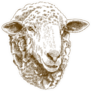 Antique Drawing Illustration Of Sheep Head Sticker
