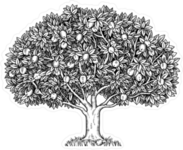 Apple Tree Full Of Ripe Apples Sticker