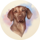 Artistic Vizsla Sticker