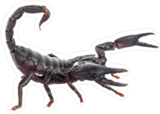 Scorpion Stickers & Decals | Free Shipping