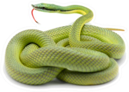 Baron's Green Racer Snake Isolated On White Sticker