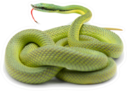 Baron's Green Racer Snake Isolated On White Sticker