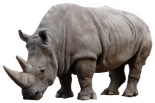 Rhino Stickers & Car Decals | Rhinoceros Stickers | Car Stickers