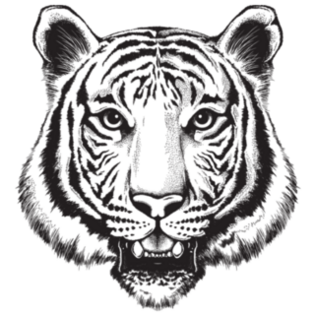 Tiger Car Stickers & Decals | Tiger Bumper Stickers