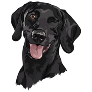 Black Labrador Wink Sticker