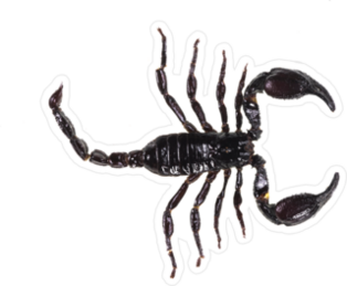 Scorpion Stickers & Decals | Free Shipping