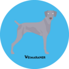 Blue Weimaraner Sticker