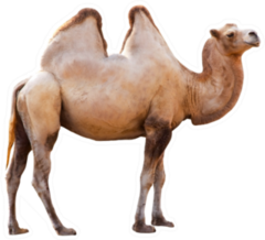 Camel Isolated On A White Background Sticker