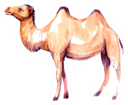Camel. Watercolor Illustration Sticker