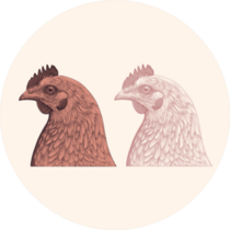 Chicken Stickers & Decals for Cars | Chicken Bumper Stickers