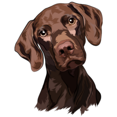 Chocolate Lab Portrait Sticker