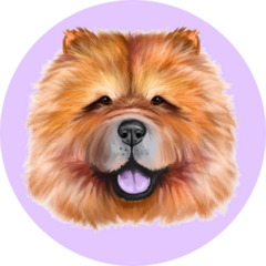 Chow Chow Face Portrait Sticker