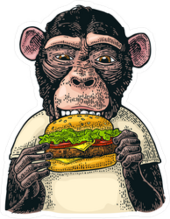 Color Monkey Eating A Hamburger Sticker