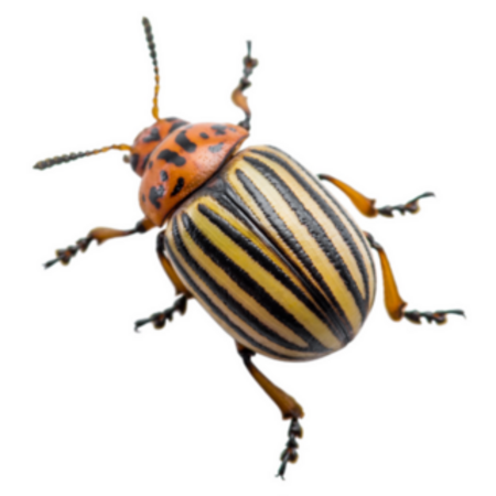 Colorado Potato Beetle Pest Insect Sticker